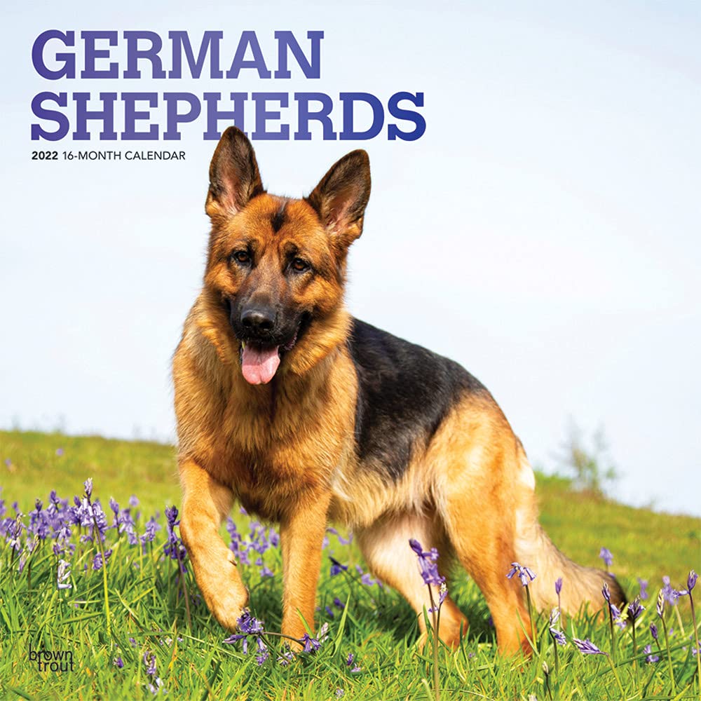 German Shepherds 2022 12 x 12 Inch Monthly Square Wall Calendar with ...