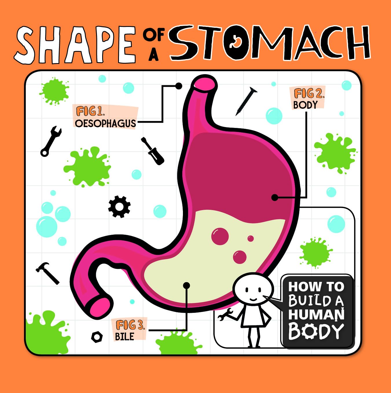 Shape of a Stomach (How to Build a Human Body): Holmes, Kirsty ...