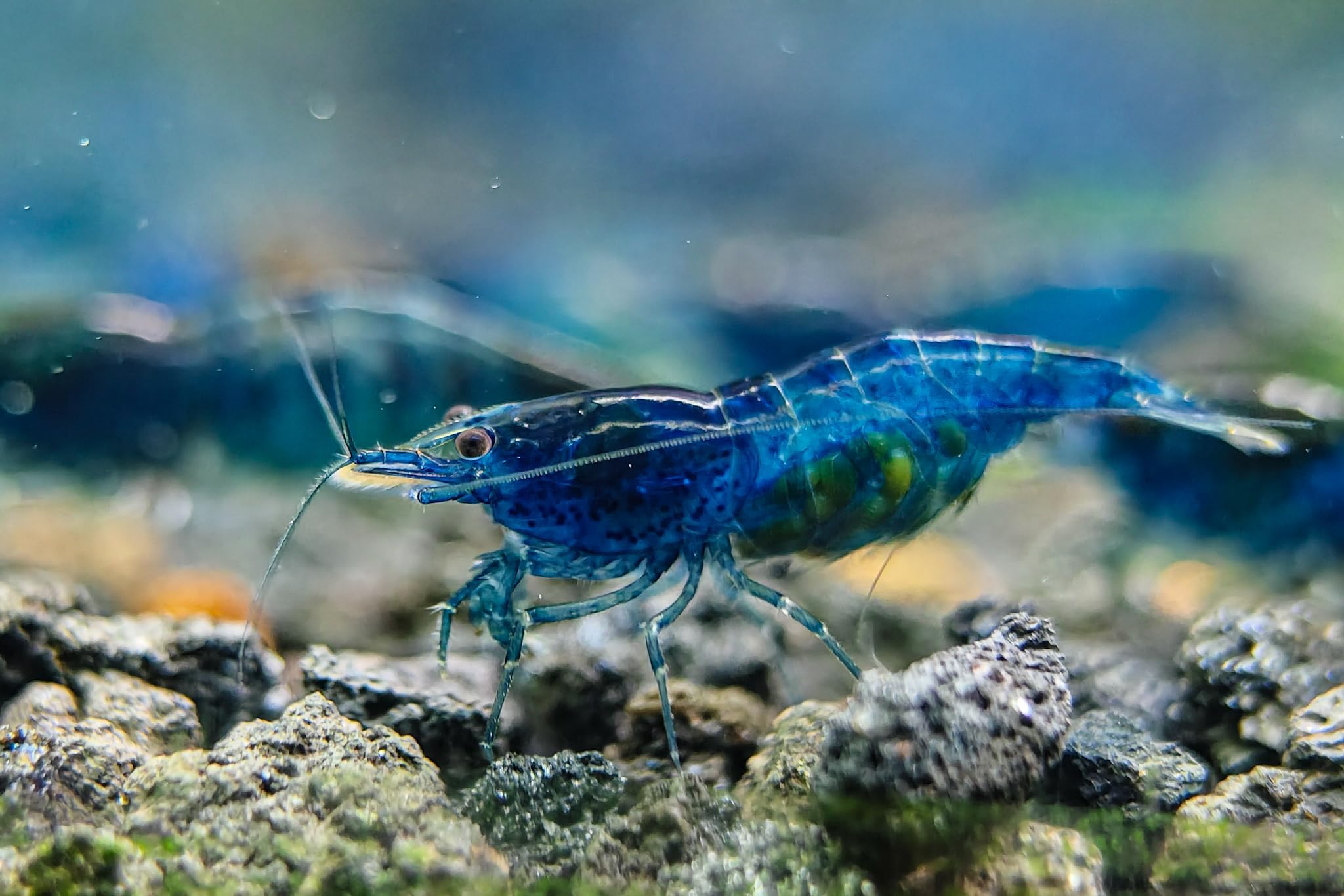 Amazon.com: D&A Aquarium Shrimp Blue Deam Neocaridina Shrimp, Live ...
