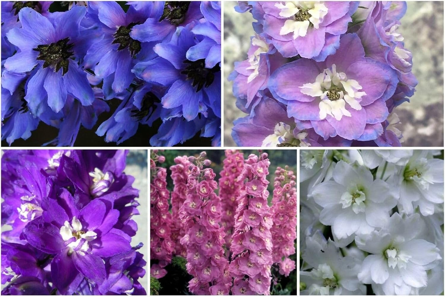 5 X Healthy Large Pacific Giant Delphinium Plug Plants : Amazon.co.uk ...