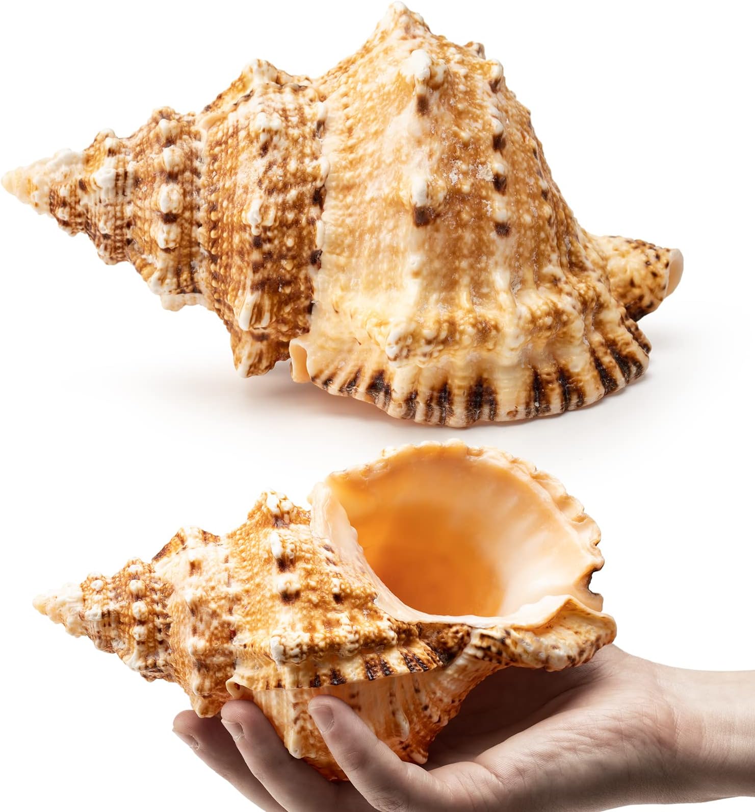 Amazon.com - PEPPERLONELY 8PC Fighting Conch Sea Shells, 2 Inch ~ 3 Inch