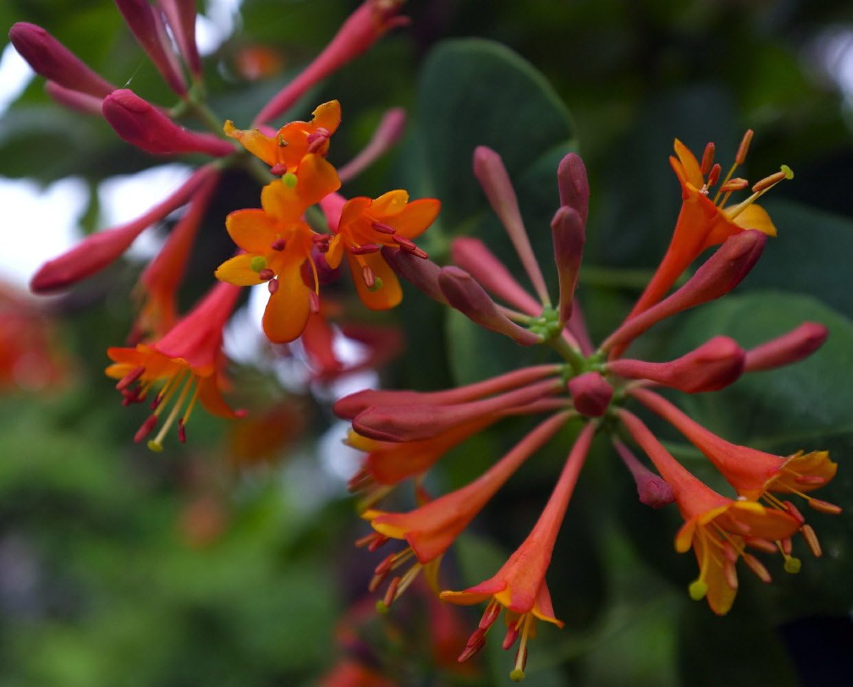 Amazon.com : Kintzley's Ghost® Grape Honeysuckle - Proven Winner ...