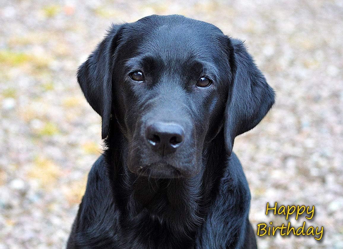 Personalised Birthday Card - Black and Yellow Labrador Dog - ADD A NAME ...