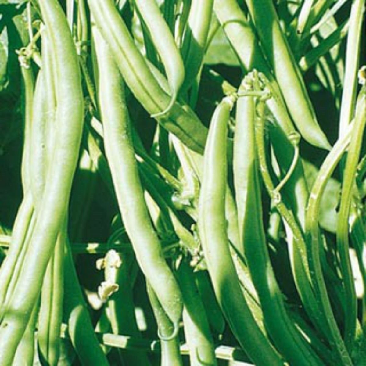 Amazon.com: KENTUCKY WONDER POLE BEANS! GREAT TASTING BEAN AND EASY TO ...