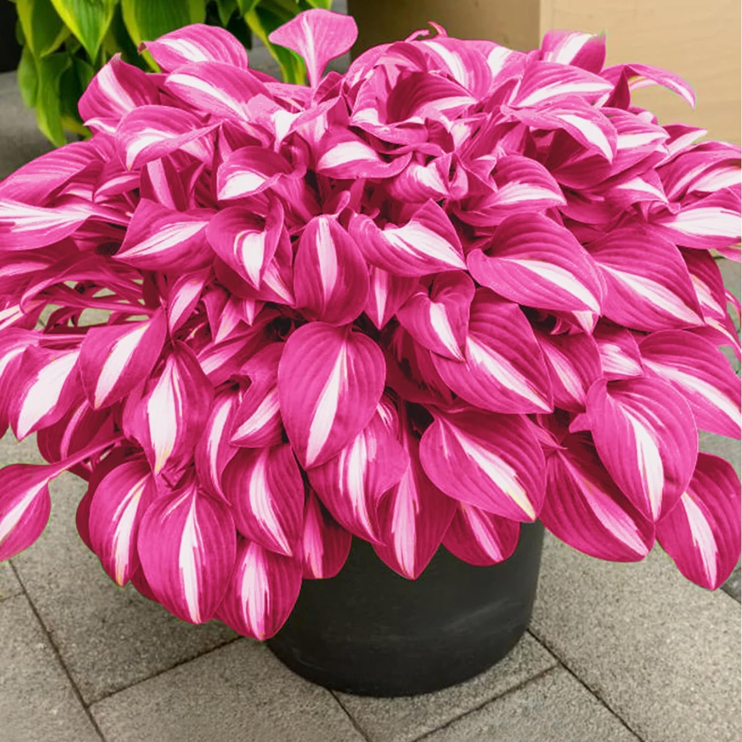 Amazon.com : 100pcs Rare Hosta Seeds Perennial Hosta Plants Grow Pink ...