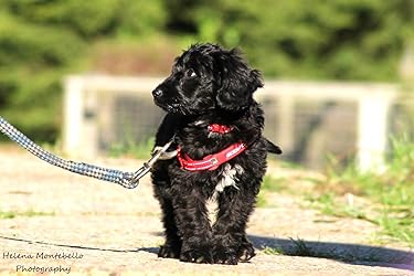 Cockapoos - The Owners Guide from Puppy to Old Age - Choosing, Caring ...