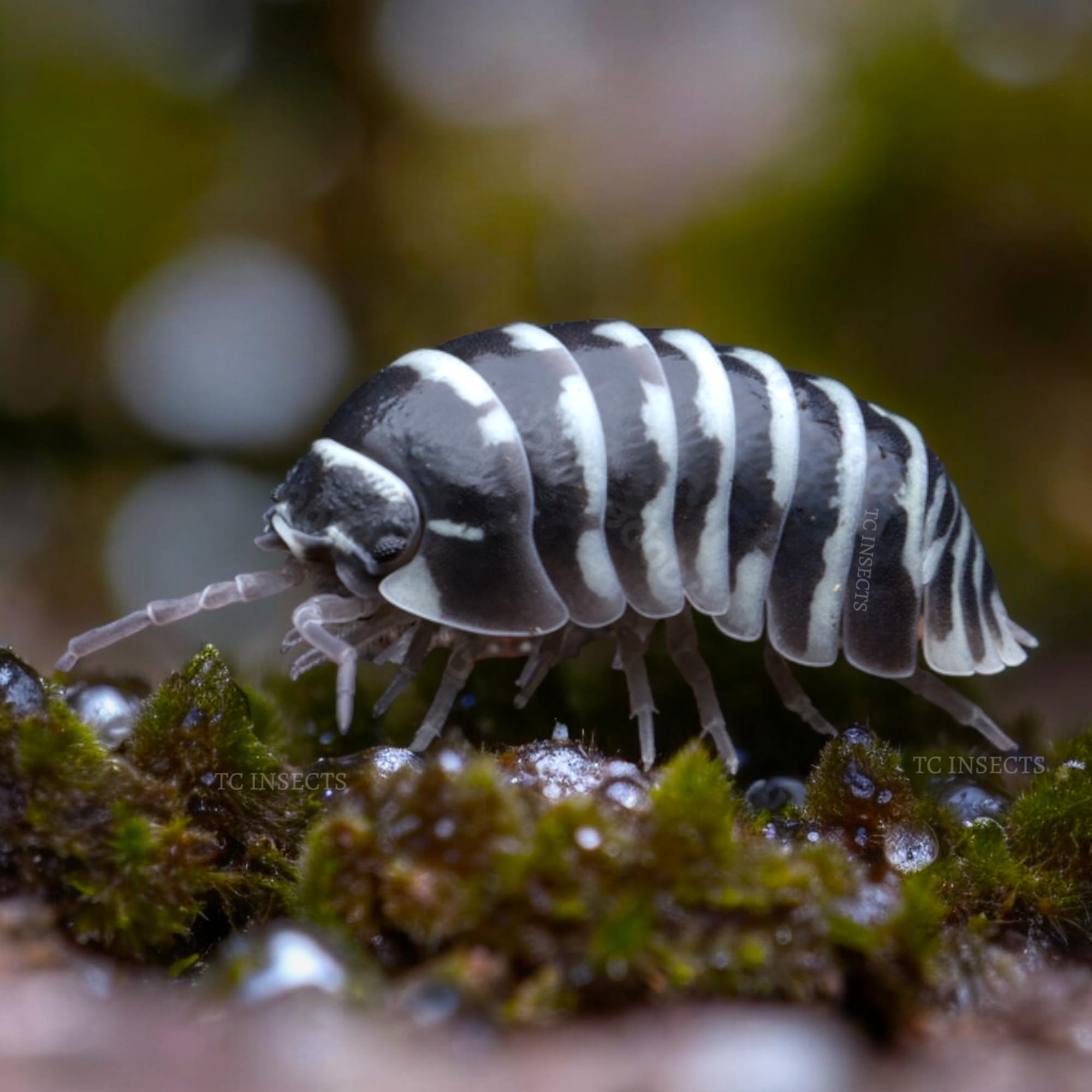 Amazon.com : 10 Count Zebra Armadillidium Isopods Live Roly Poly ...