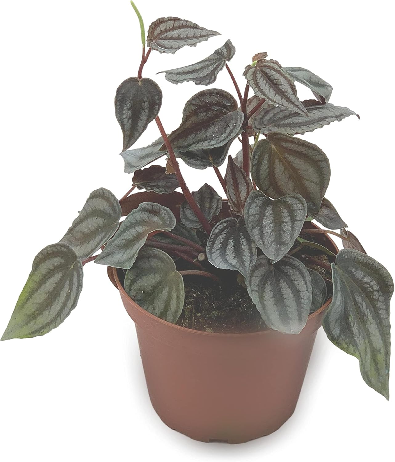 Amazon.com : Peperomia Turboensis, 4 inch, Rare Dark Pep, Unique ...