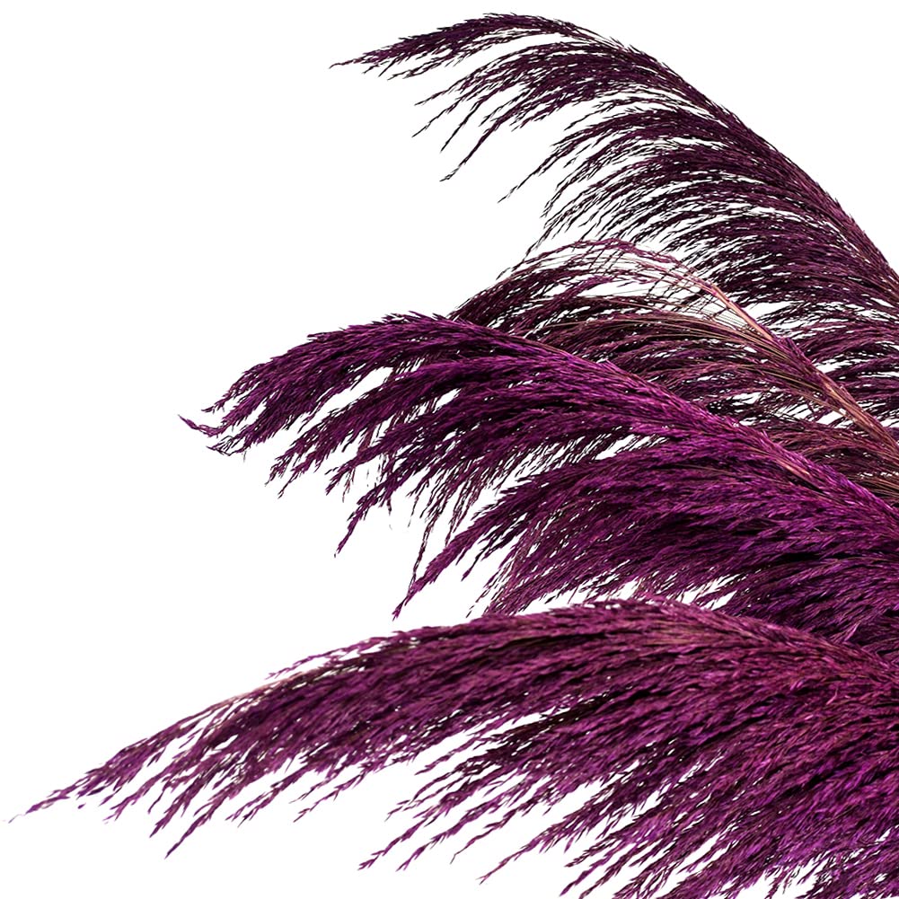 Pampas Grass Purple at Lois Horning blog