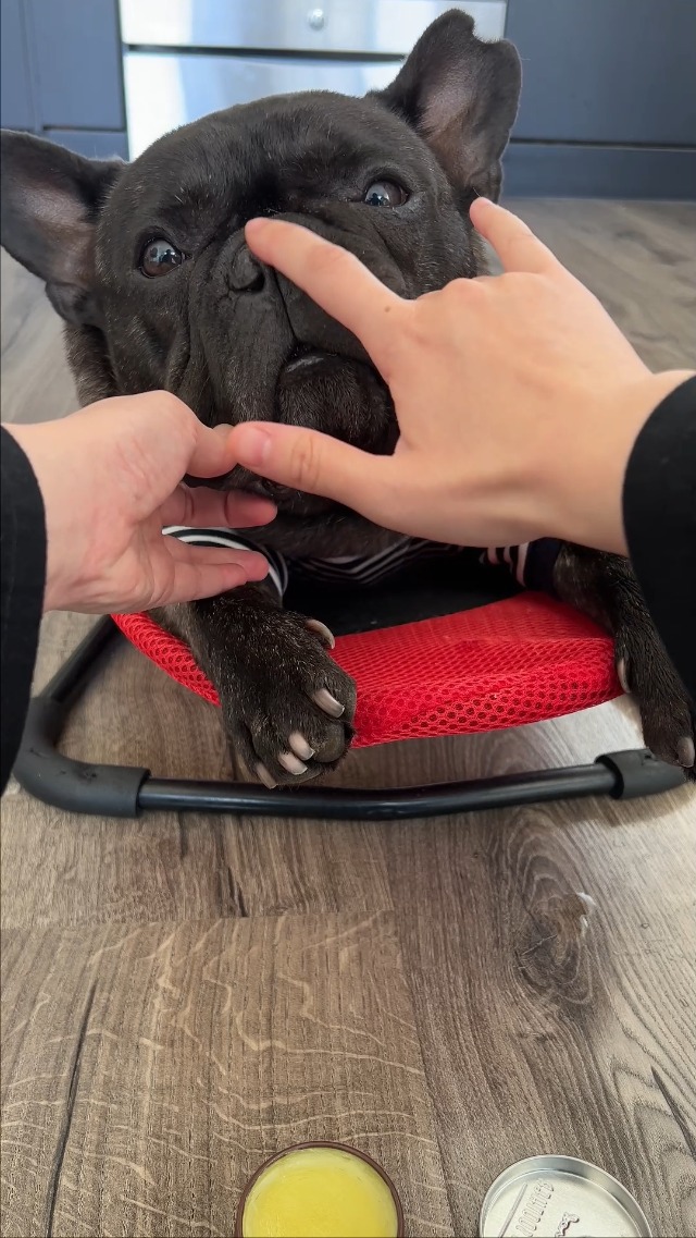 Watch Snout Soother Review& Dog Nose Balm for Cracked Noses on Amazon Live