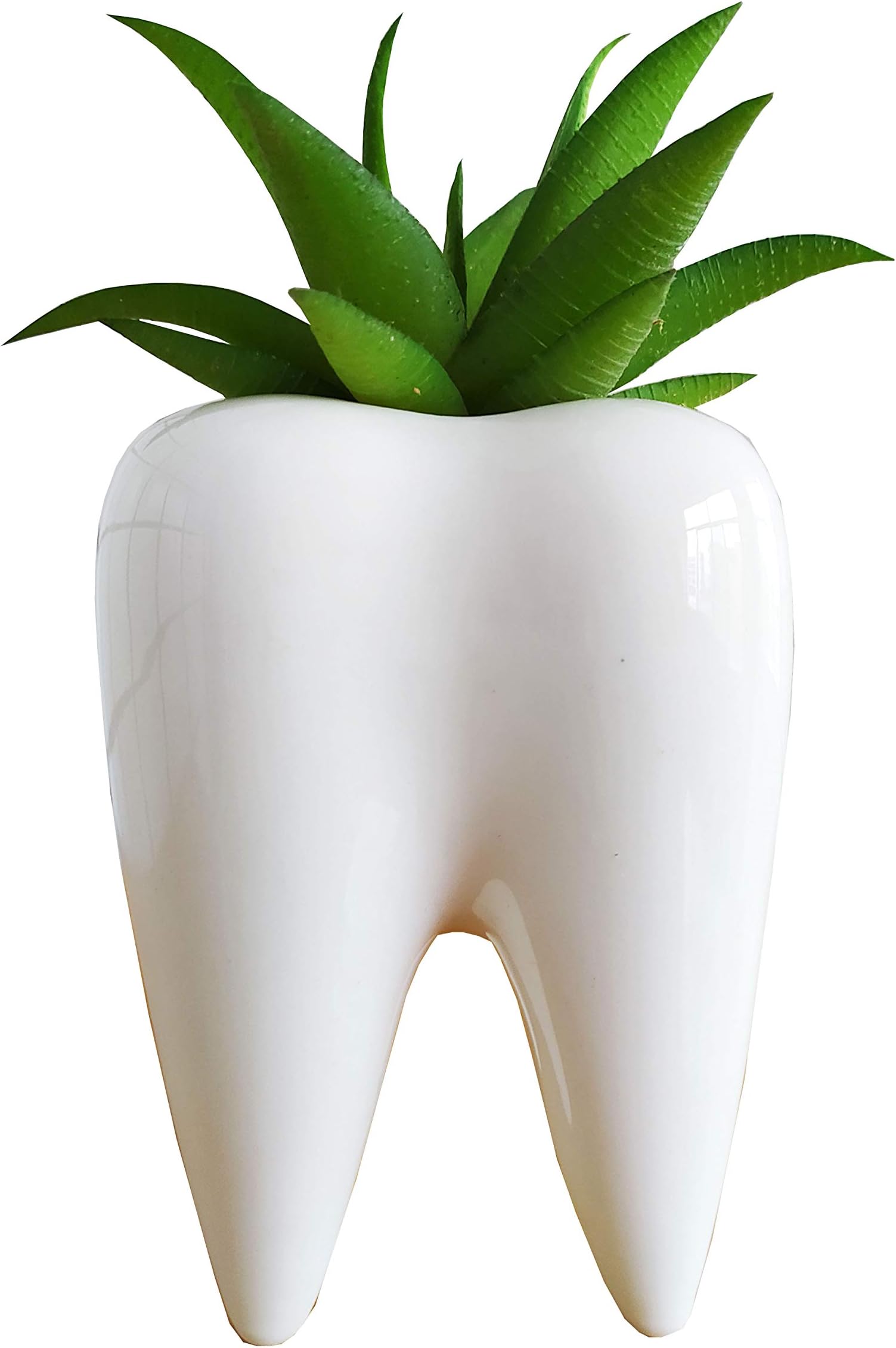 Amazon.com : MONMOB Pack of 3 Mini Shaped Tooth Planter Ceramic ...
