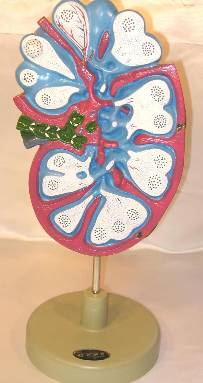 Lymph Node Anatomical Model, Lymphoid Organ Anatomy, Expansion Size 12 ...
