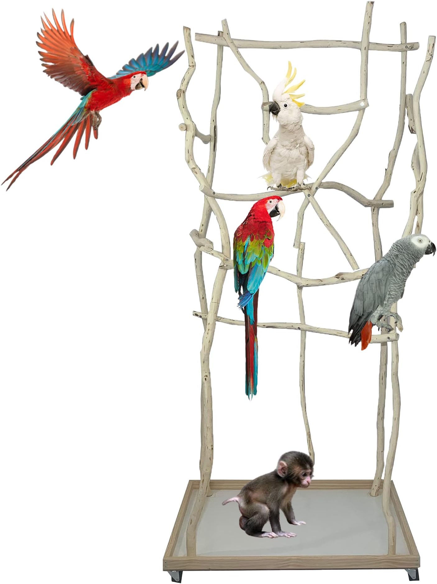 Amazon.com : ExoticDad Medium Bird Perch - Customize Your Perch ...