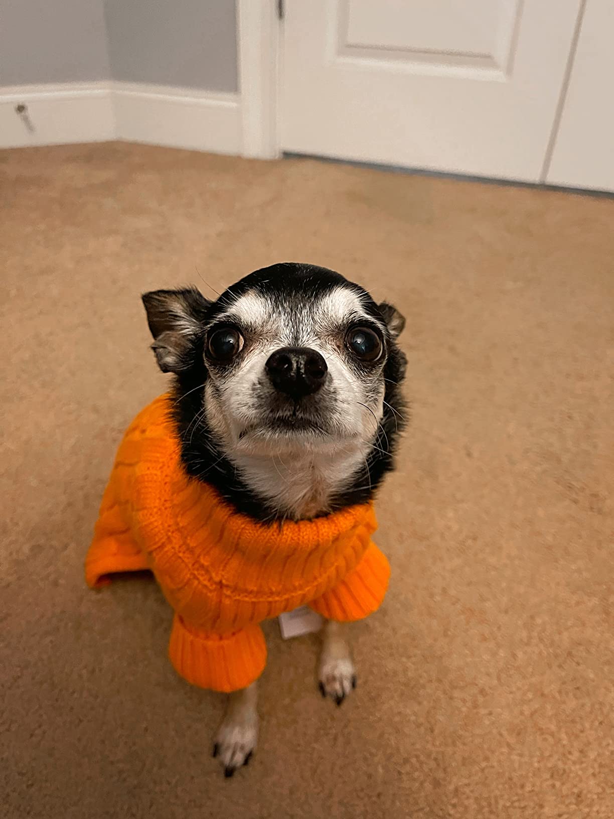 $3/mo - Finance Stinky G Turtleneck Dog Sweater | Buy Now, Pay Later