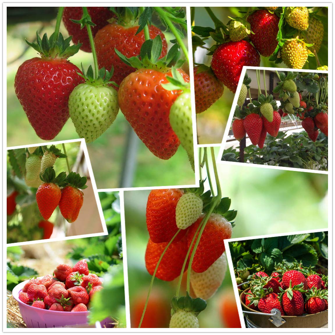 Strawberry Home Garden