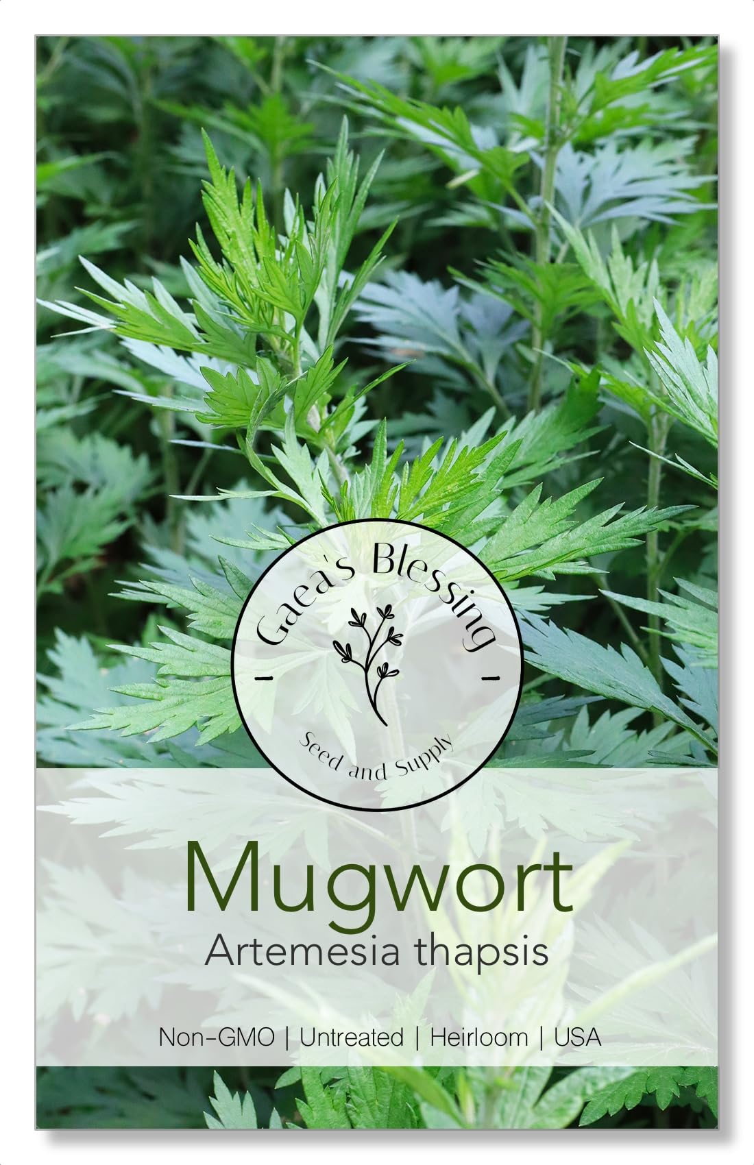 Amazon.com : Gaea's Blessing Seeds - Mugwort Seeds - Non-GMO Seeds with ...