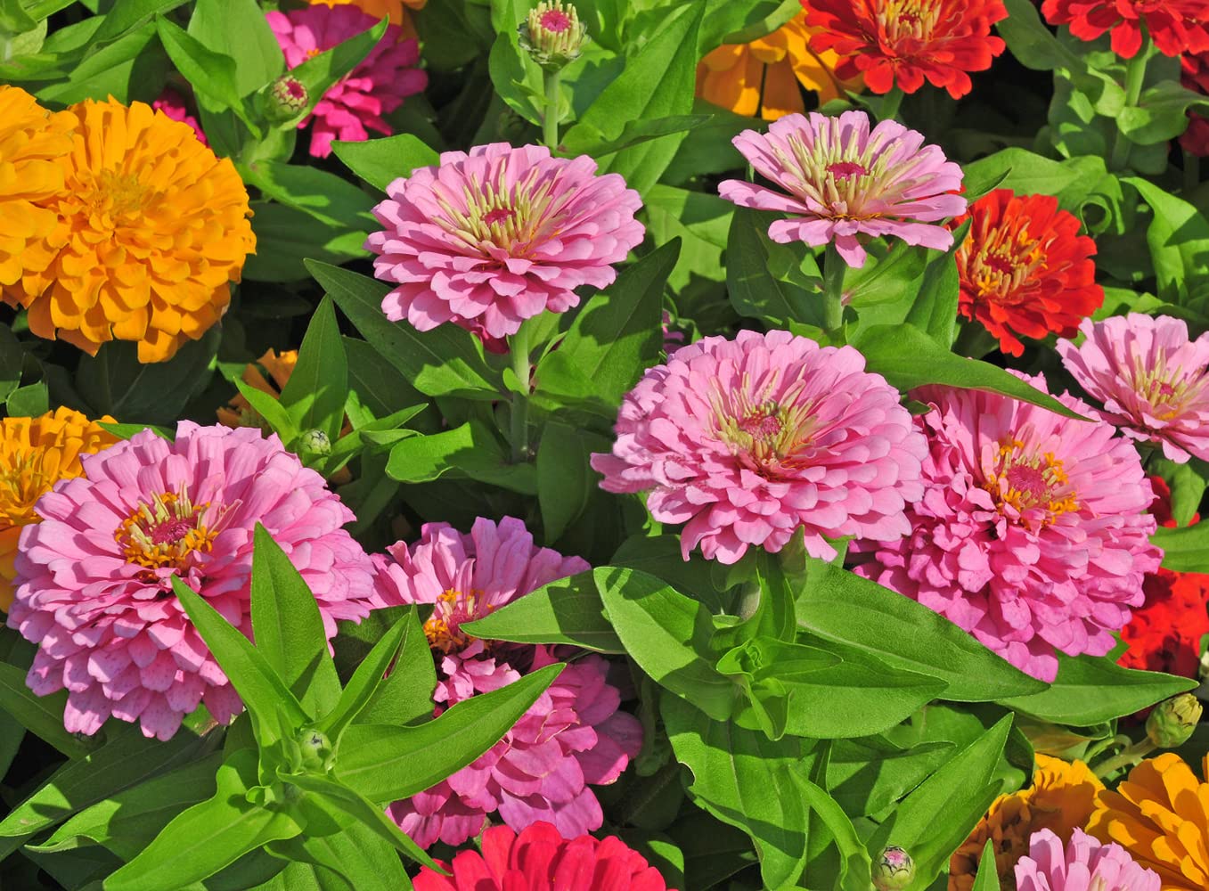 Amazon.com : 500+ Mix Colors Zinnia Seeds for Planting Outdoors ...