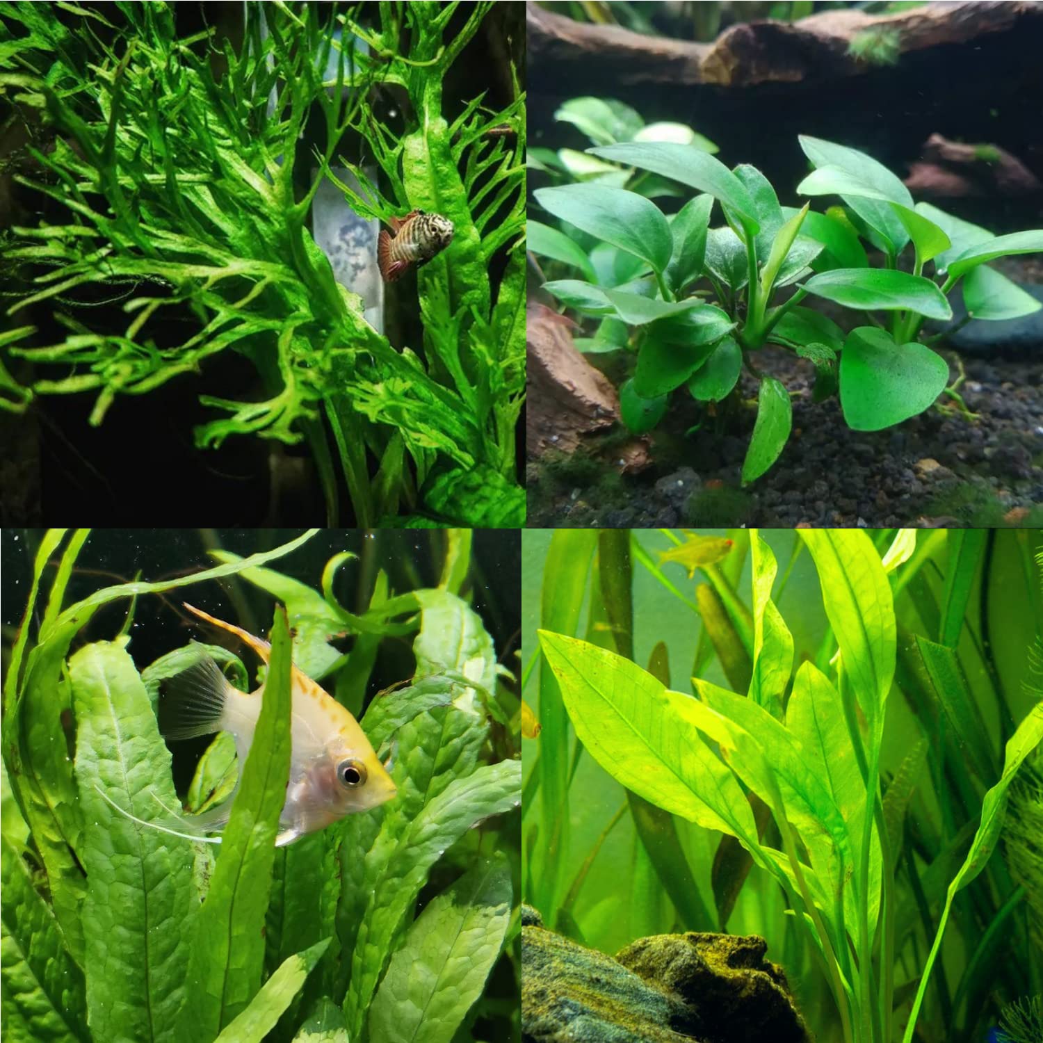 Exotic Freshwater Aquarium Plants A Beautiful Planted Tropical