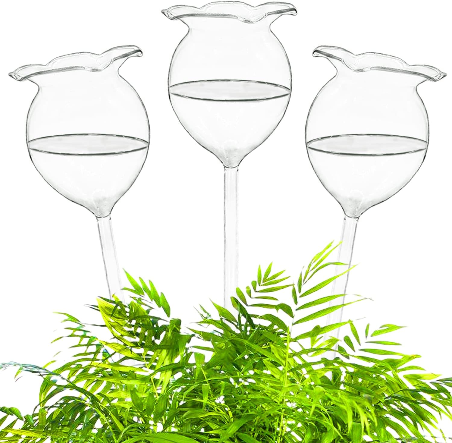 Amazon.com: Haawooky Self Watering Globes,Clear Glass Plant Water Bulbs ...