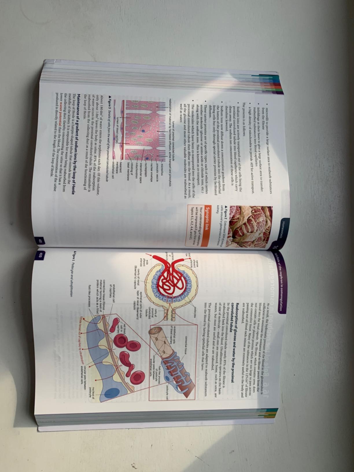 AQA Biology: A Level Student Book: September 2015 (AQA A Level Sciences ...