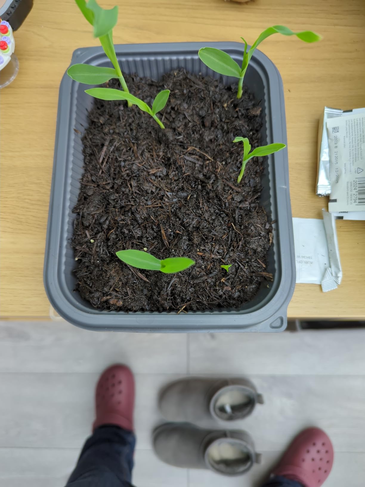 PREMIER SEEDS DIRECT Sweet Corn - SWEETCORN - Swift F1- 45 Finest Seeds ...