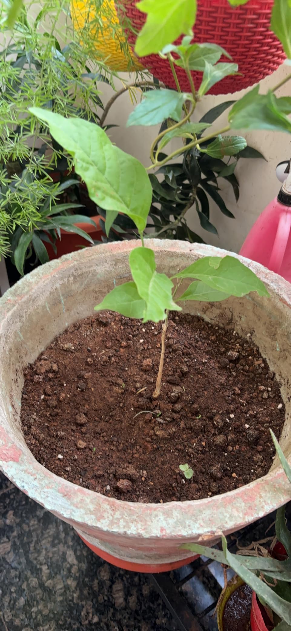 GREEN PARADISE ® Bel Patra Aegle Marmelos (Multicolour) : Amazon.in ...