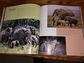 Elephants: A Book for Children: Bloom, Steve, Wilson, David Henry ...