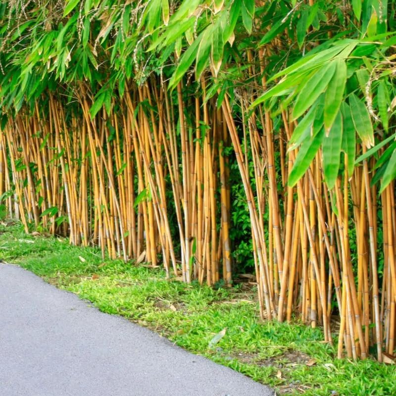 Mphmi Golden Bamboo, Phyllostachys Aurea Plant : Amazon.in: Garden ...