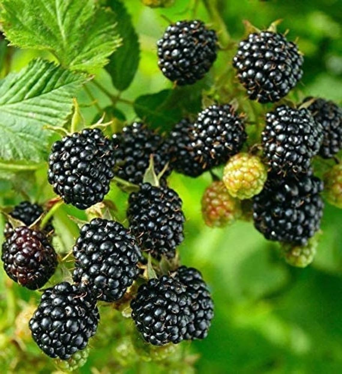 Amazon.com : 2 Big Daddy BlackBerry Plants - Live Rooted Starters (4-6 ...