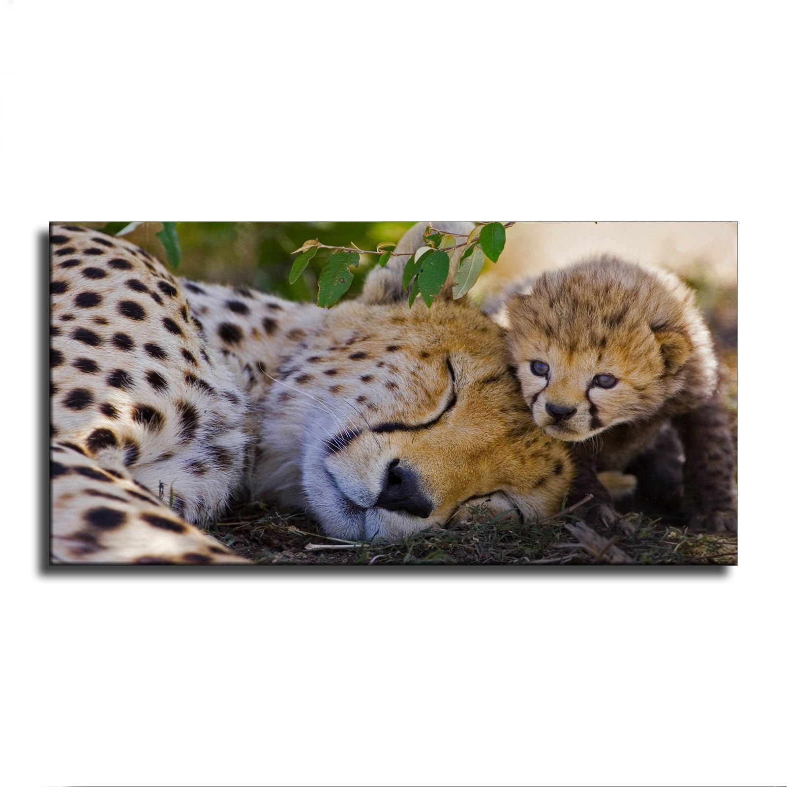 Amazon.com: MAynuo Cheetahs Cubs Sleep Animal Poster Canvas Wall Art ...