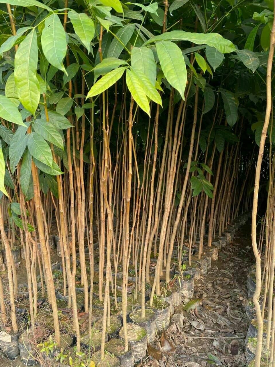 Mahogany tree plant african Pack of 5 live plant : Amazon.in: Garden ...