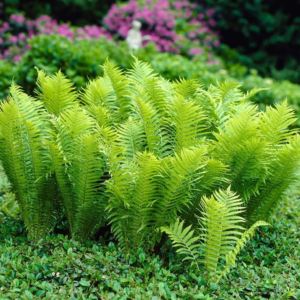 Amazon.com : Votaniki Tennessee Ostrich Fern Roots - Perennial Fern ...