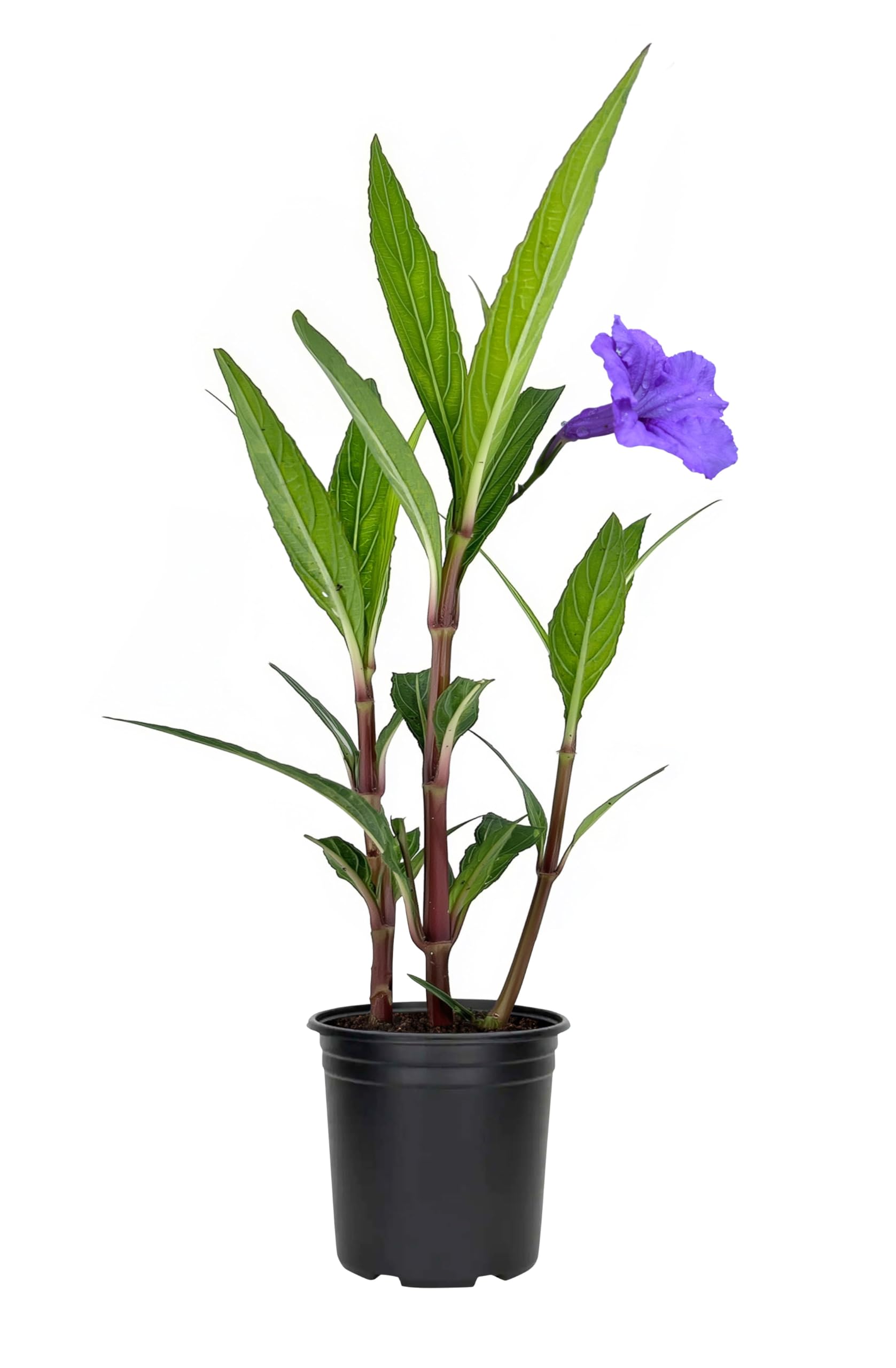 5 Best Purple Showers Ruellia | Stop Replacing Dead Plants
