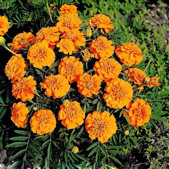 French Marigold Petite Orange 350 Seeds + Plant tag + Freebie Annual ...