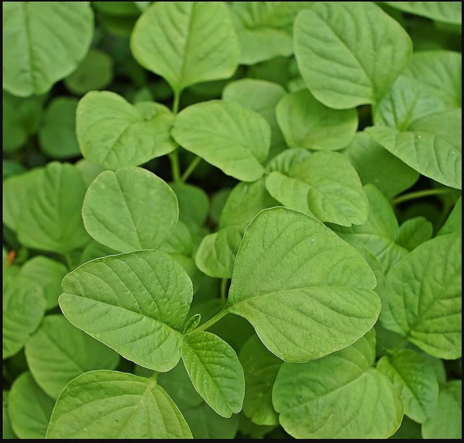 SRI SAI FORESTRY Organic Green Amaranthus Leaves Amaranth Leaf Chawli ...