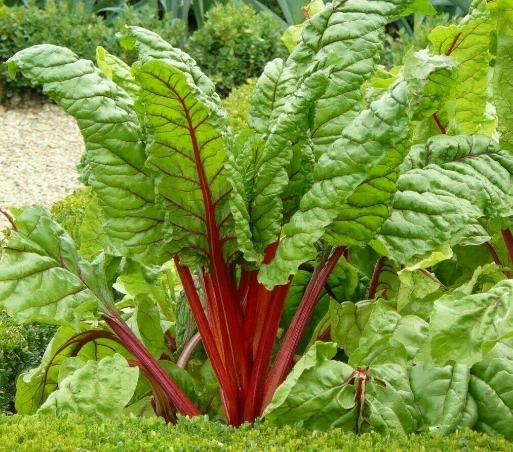 Red Rhubarb Swiss Chard - Beta Vulgaris Cicla VAR. Flavescens 'Rhubarb ...