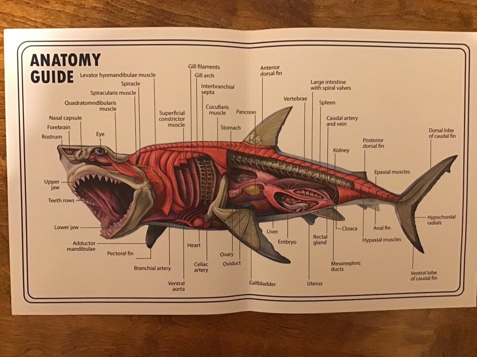 Shark Muscles Anatomy