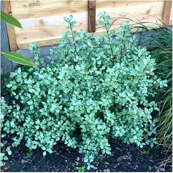 GrowOn Shrubs Pittosporum Tenuifolium 'Wrinkled Blue' | Evergreen Shrub ...