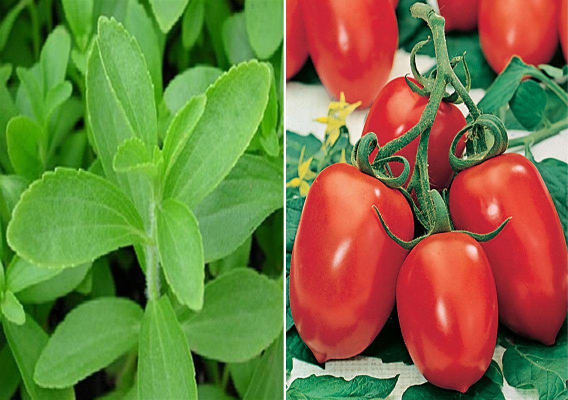 Stevia Sweet Leaves and Tomato Roma VF Heirloom Seeds (Pack of 30 Seeds ...