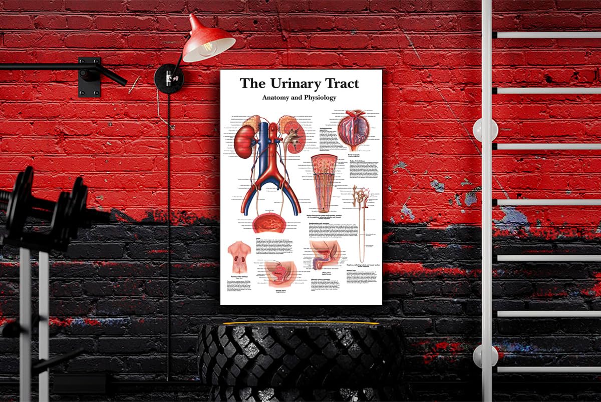 Tamatina Wall Posters | Educational Posters | Biology | Anatomy ...
