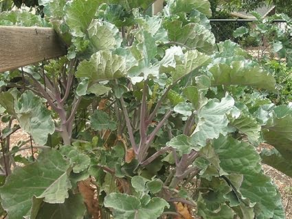 Amazon.com : 2 Packages of Purple Tree Collard Seeds - 50 Seeds Per ...