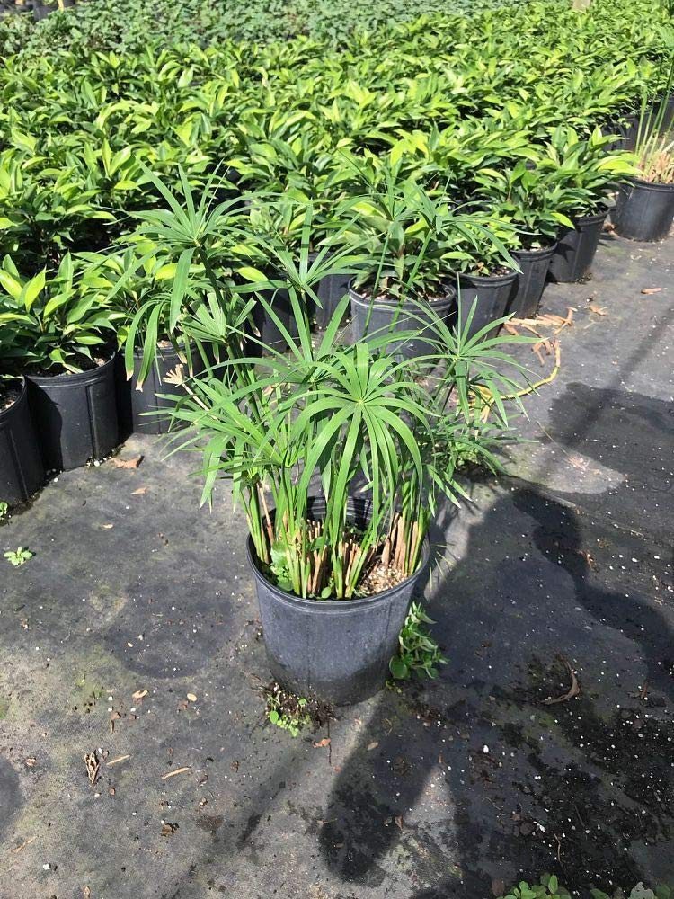 Buy Cyperus isocladus, Cyperus Papyrus 'Nanus', Dwarf Papyrus - 3 ...