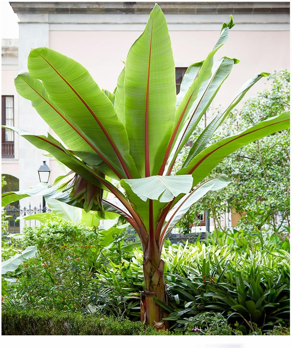 BALDUR Garten Winterharte Bananen 'grün', 1 Pflanze, Faserbanane ...