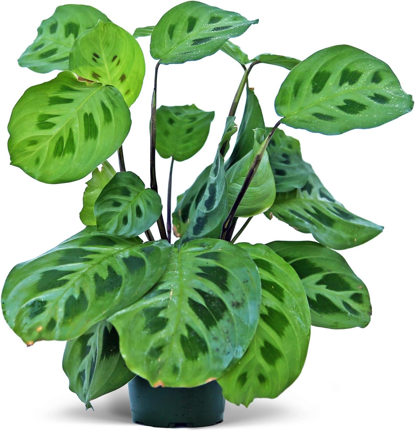 Amazon.com : Live Green Maranta, Green Prayer Plant, Fully Rooted Air ...