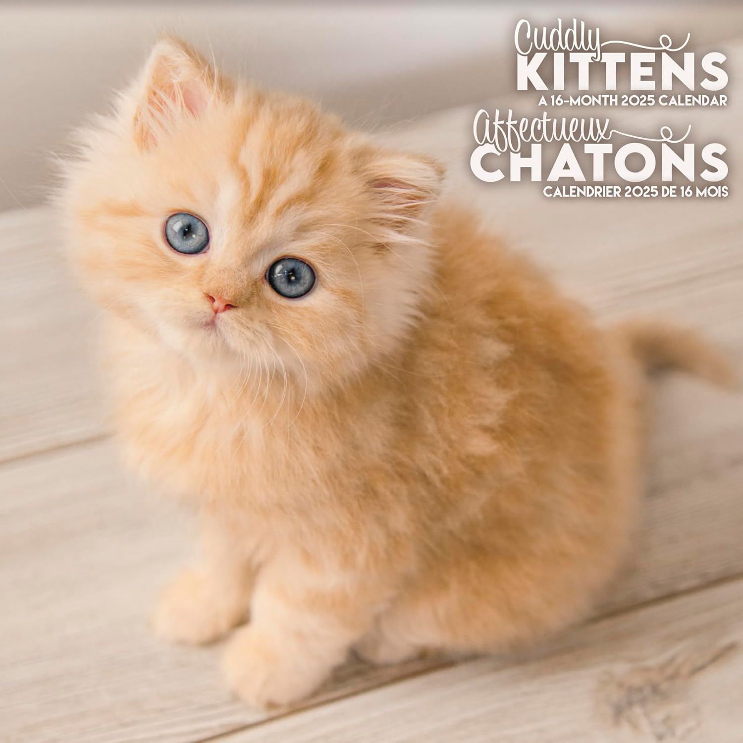 2025 Cuddly Kittens Mini Wall Calendar (Bilingual French) (English and ...