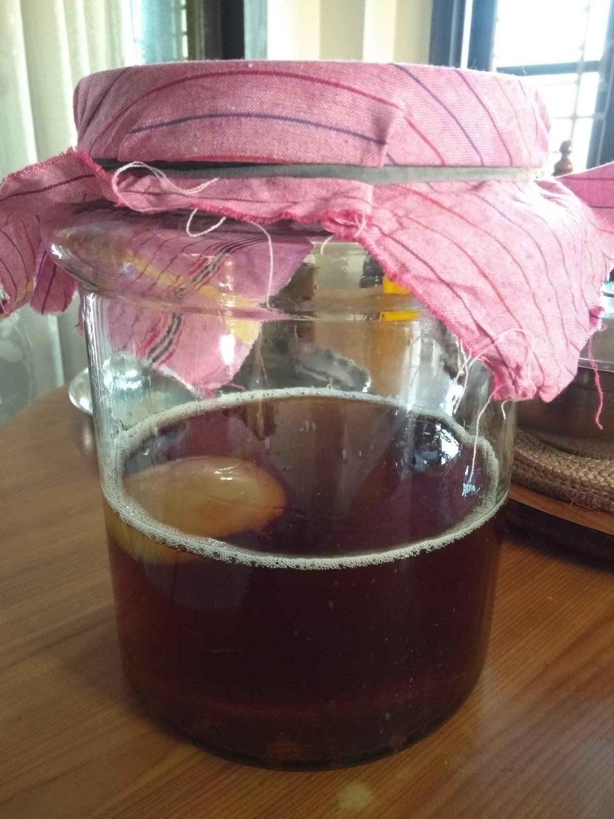 Scoby Kombucha Organic Live Culture Plant Seed (FBA_LEPAZC5747 ...