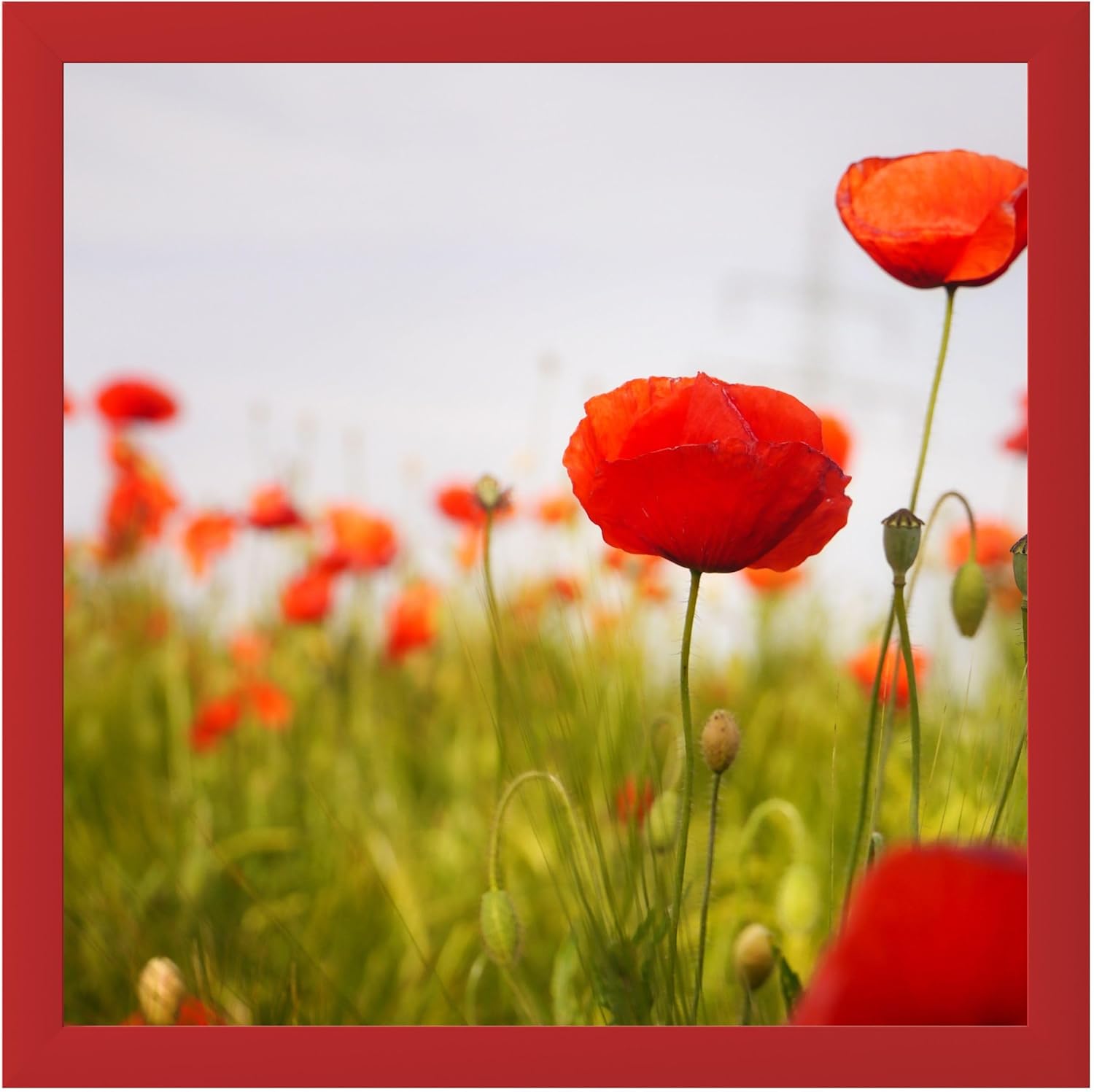 Amazon.com - eletecpro 16x16 Red Picture Frame Display 16x16 Photo ...