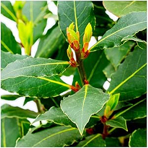 Laurus nobilis/Bay Tree in 2L Pot, Cooking Bay Leaf Tree Bayleaf Plant ...