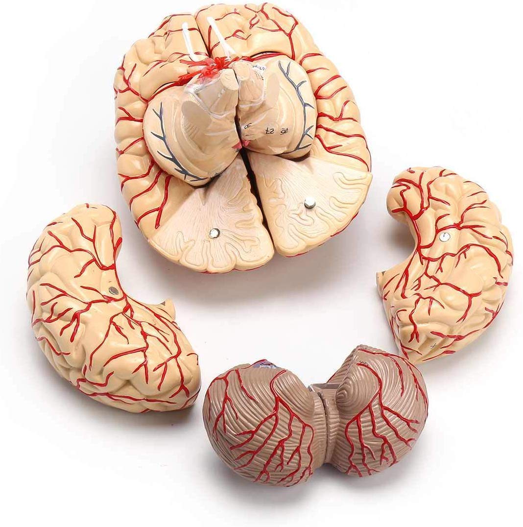 Buy YZ-YUAN Assembly Organ Anatomy model 1: 1 Lifesize Human Brain ...