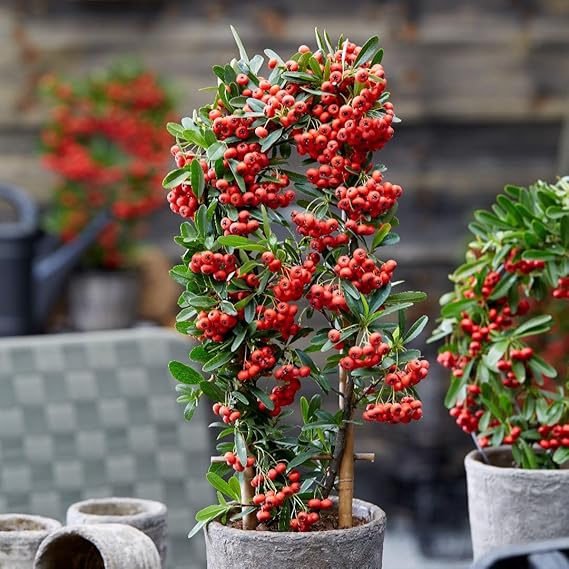 Pyracantha Saphyr Cadrou Red - Compact Evergreen Shrub with White ...